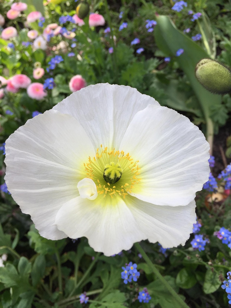 Fleur Coquelicot Parterre De - Photo gratuite sur Pixabay - Pixabay
