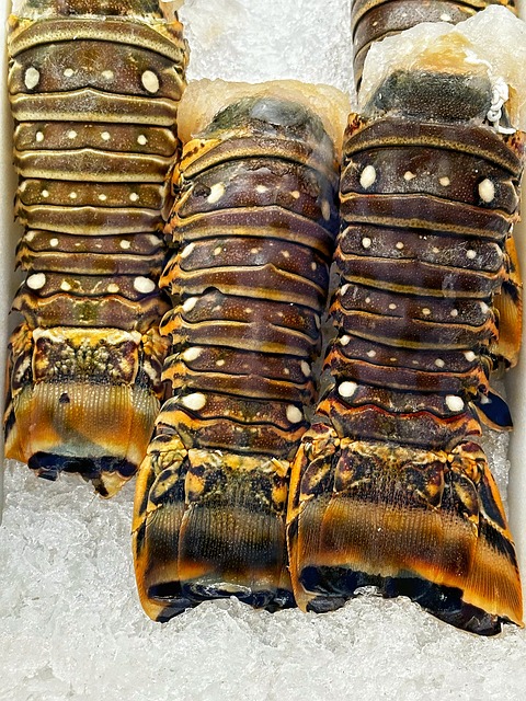 Lobster Seafood Shellfish - Free photo on Pixabay - Pixabay