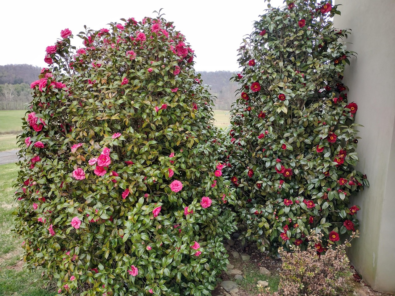 Pink Bush Bloom - Free photo on Pixabay - Pixabay