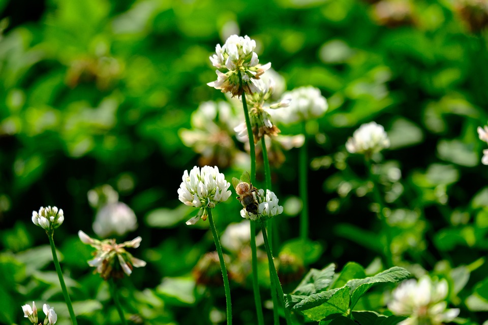 Flores Trevo Verde - Foto gratuita no Pixabay - Pixabay
