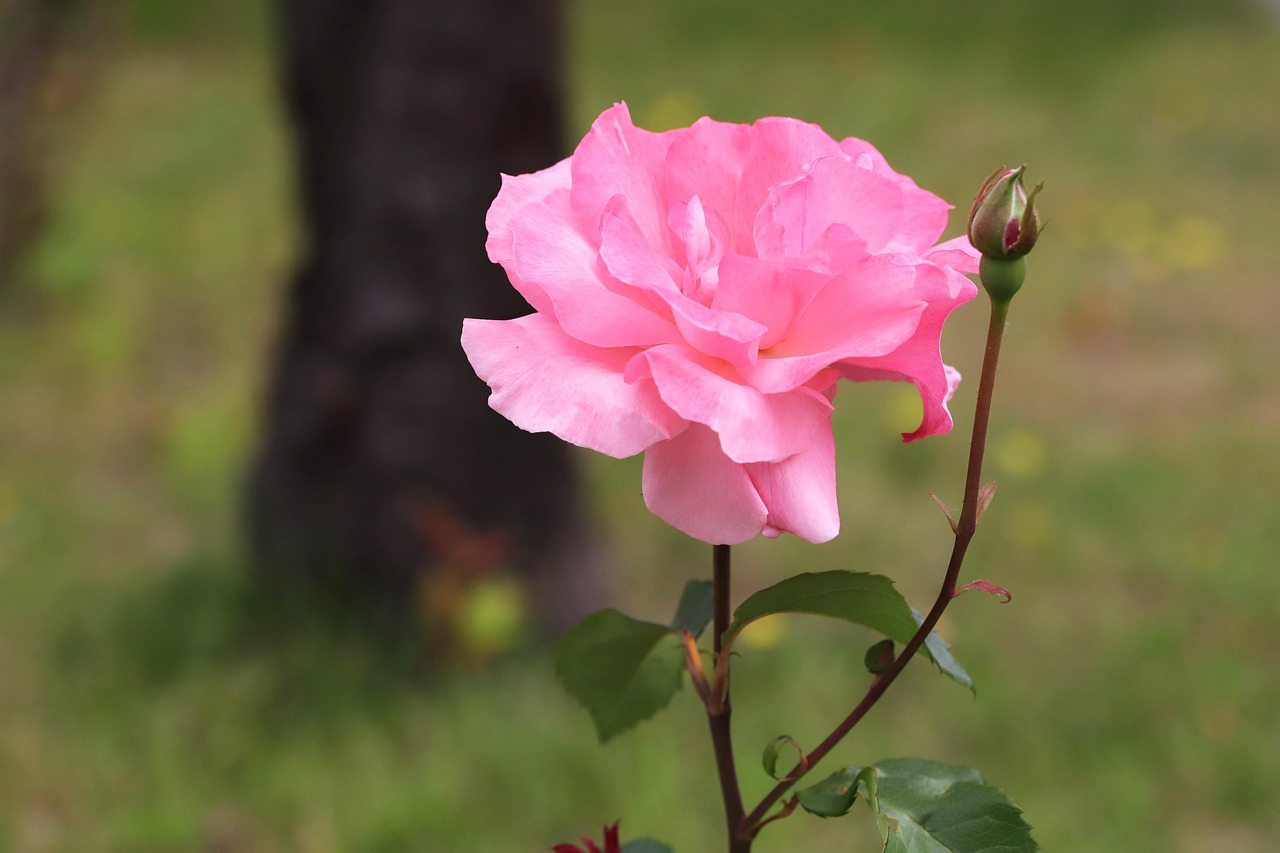 Fleur Rose Bloom - Photo gratuite sur Pixabay - Pixabay