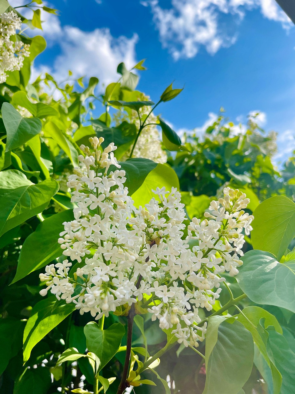 Bloemen Boom Struik - Gratis foto op Pixabay - Pixabay