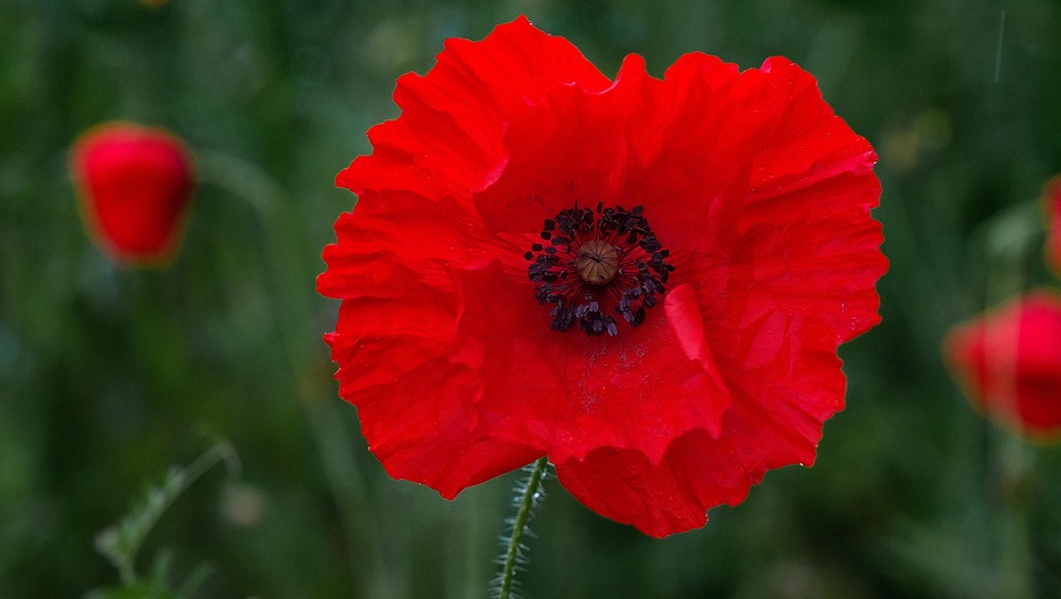 Coquelicot Fleur Plantes - Photo gratuite sur Pixabay - Pixabay