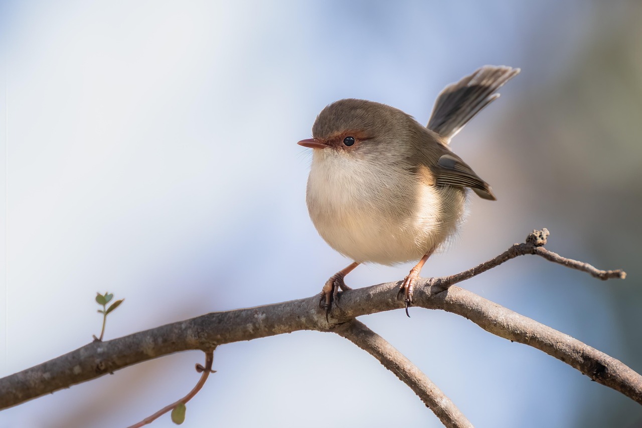 Superb Fairywren Blue - Free photo on Pixabay