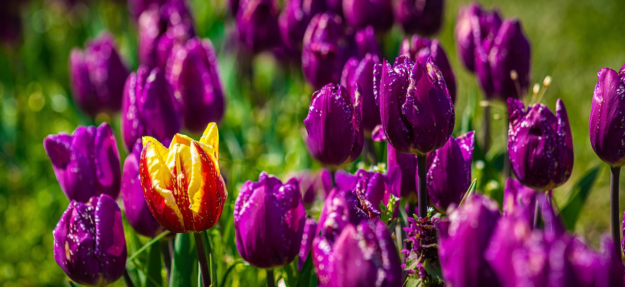 Bunga-Bunga Tulip Padang Rumput - Foto gratis di Pixabay - Pixabay