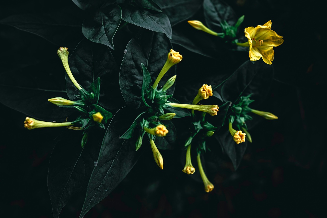Gelbe Blumen Dunklen - Kostenloses Foto auf Pixabay - Pixabay