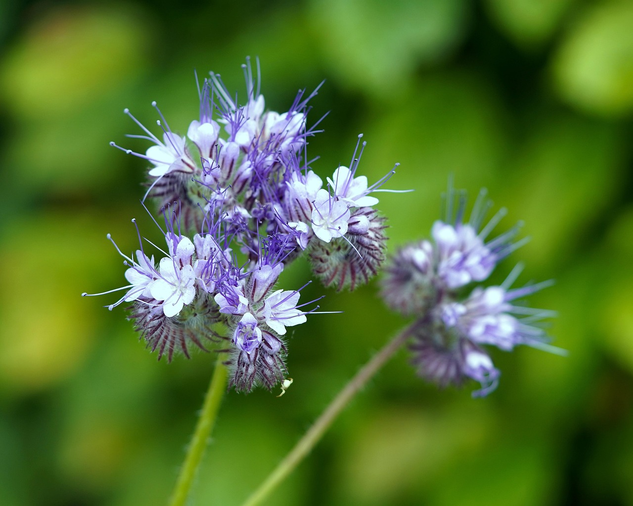 Flor Facélia Tufada - Foto gratuita no Pixabay - Pixabay