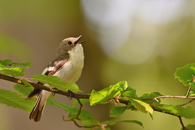 Pied Flycatcher Bird Sunrise - Free photo on Pixabay - Pixabay