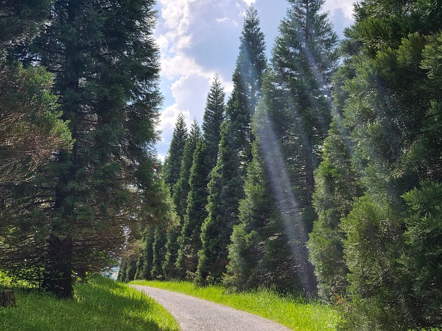 Redwood Baum Weg - Kostenloses Foto auf Pixabay - Pixabay