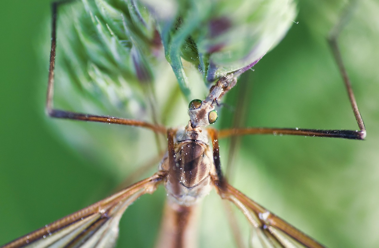 3+ Free Wiesenschnake & Insect Images - Pixabay