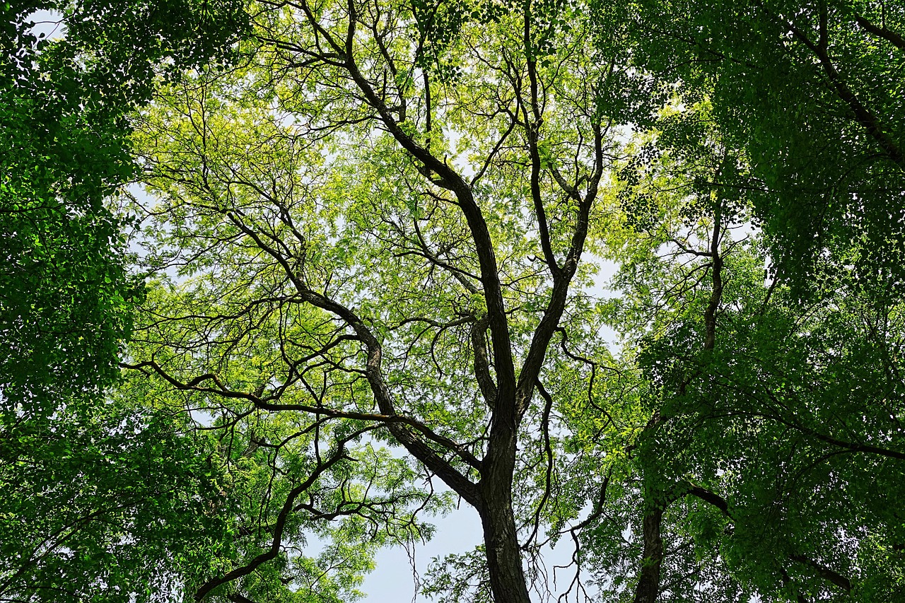Trees Branches Leaves - Free photo on Pixabay
