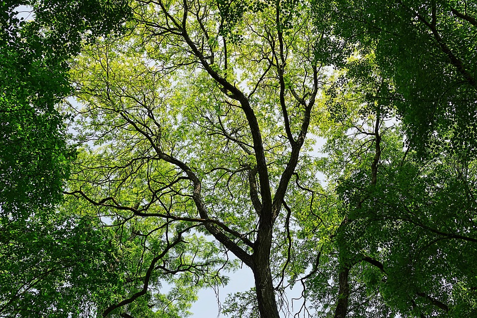 Trees Branches Leaves - Free photo on Pixabay