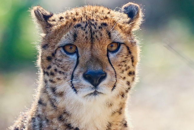 Cheetah Animal Mammal - Free photo on Pixabay