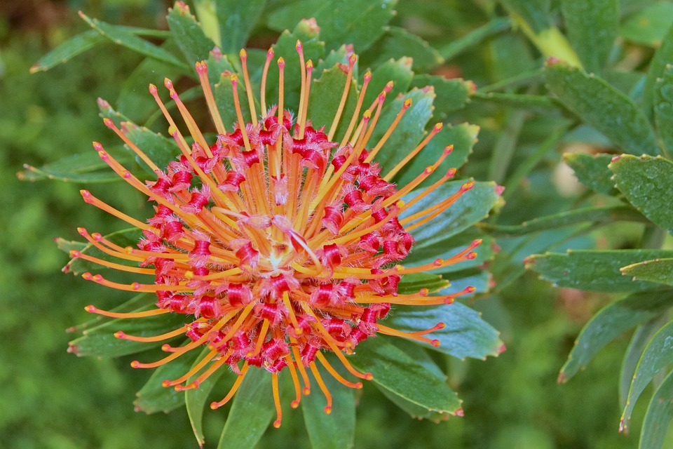 Flor Botánica Crecimiento - Foto gratis en Pixabay - Pixabay
