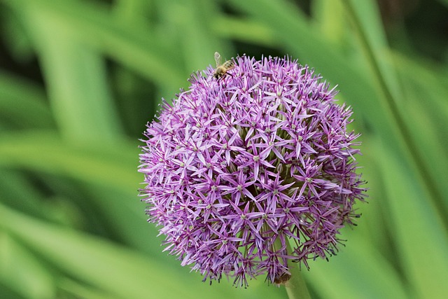 Bloom Bunga Allium Bawang - Foto gratis di Pixabay - Pixabay