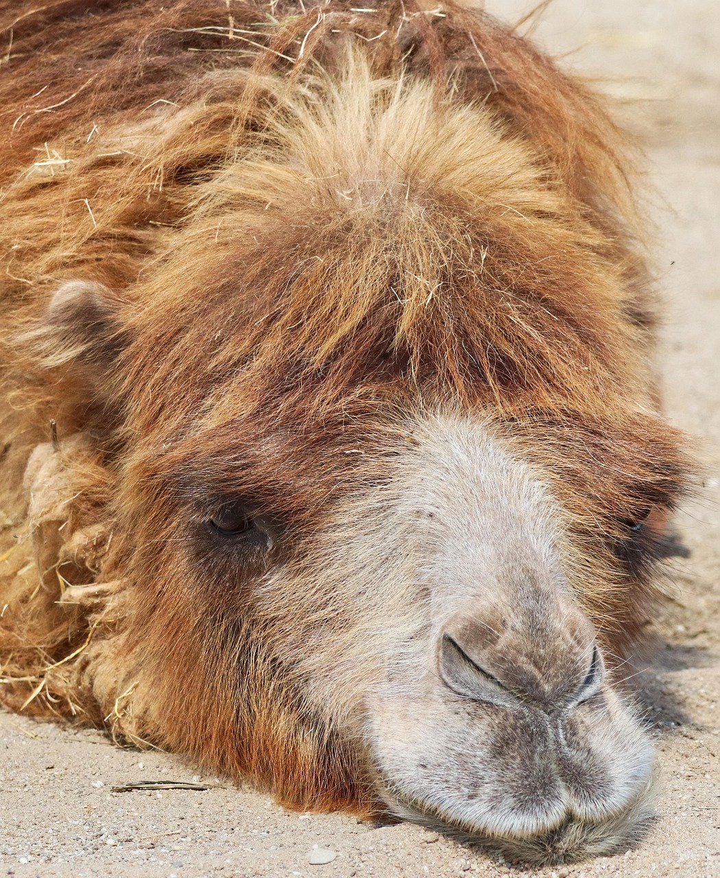 Camello Mamífero Animal - Foto gratis en Pixabay - Pixabay
