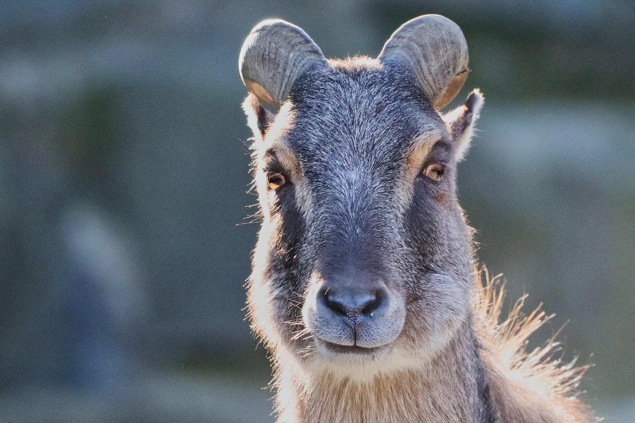 Ibex Mamífero Cantos - Foto gratuita no Pixabay - Pixabay