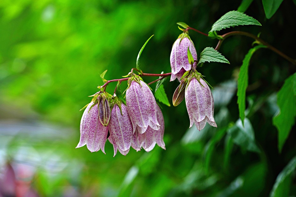 Kukka Wildflower Kasvi - Ilmainen valokuva Pixabayssa - Pixabay