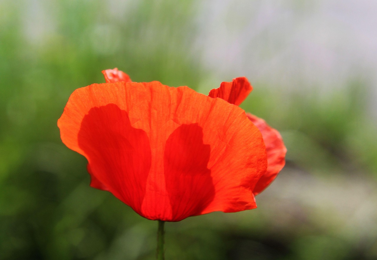 Poppy Macro Flower - Free photo on Pixabay - Pixabay