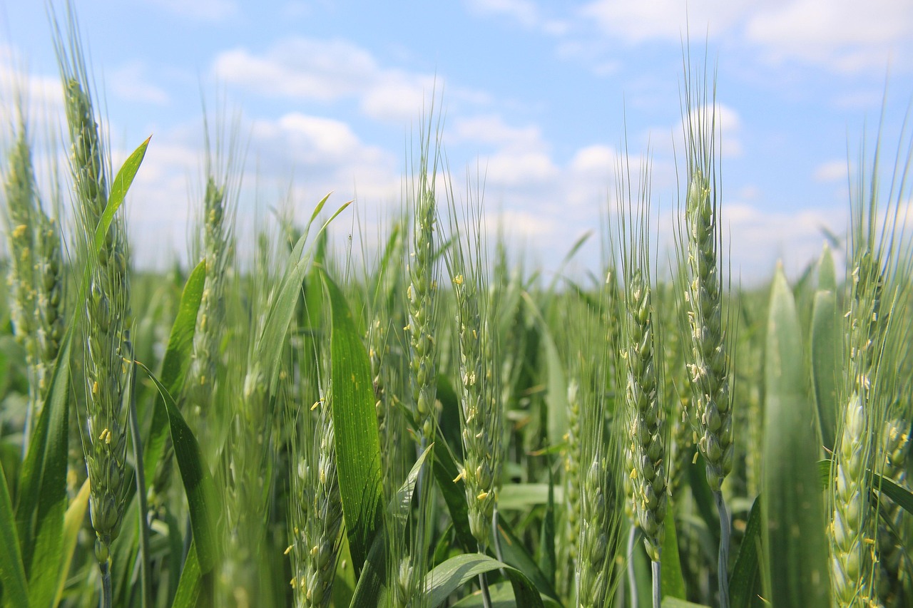 Weizen Weizenfeld Landwirtschaft - Kostenloses Foto auf Pixabay