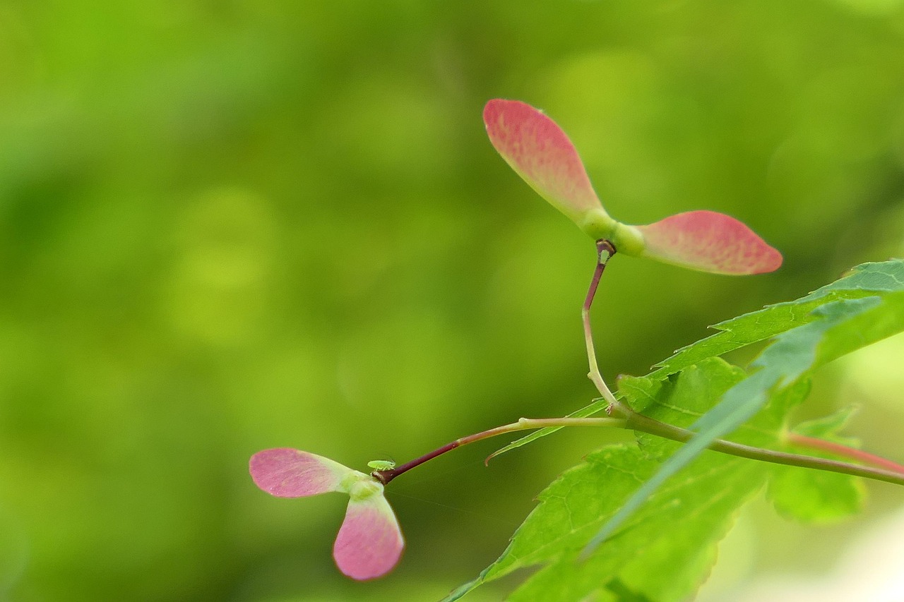 Acer Palmatum Arce Japonés - Foto gratis en Pixabay - Pixabay