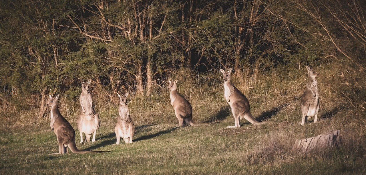 Más de 8 000 imágenes gratis de Australia Canguros y Australia - Pixabay