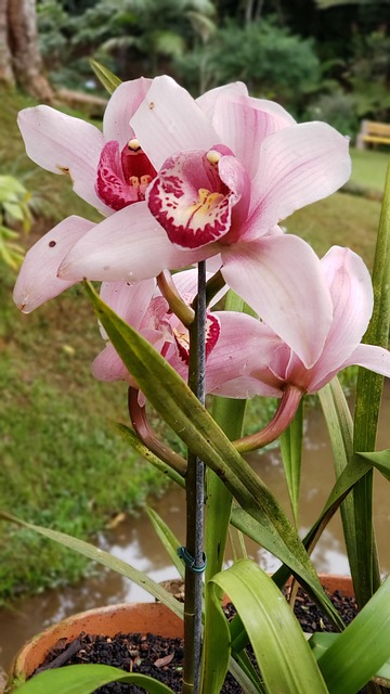 Orchidée La Nature - Photo gratuite sur Pixabay - Pixabay