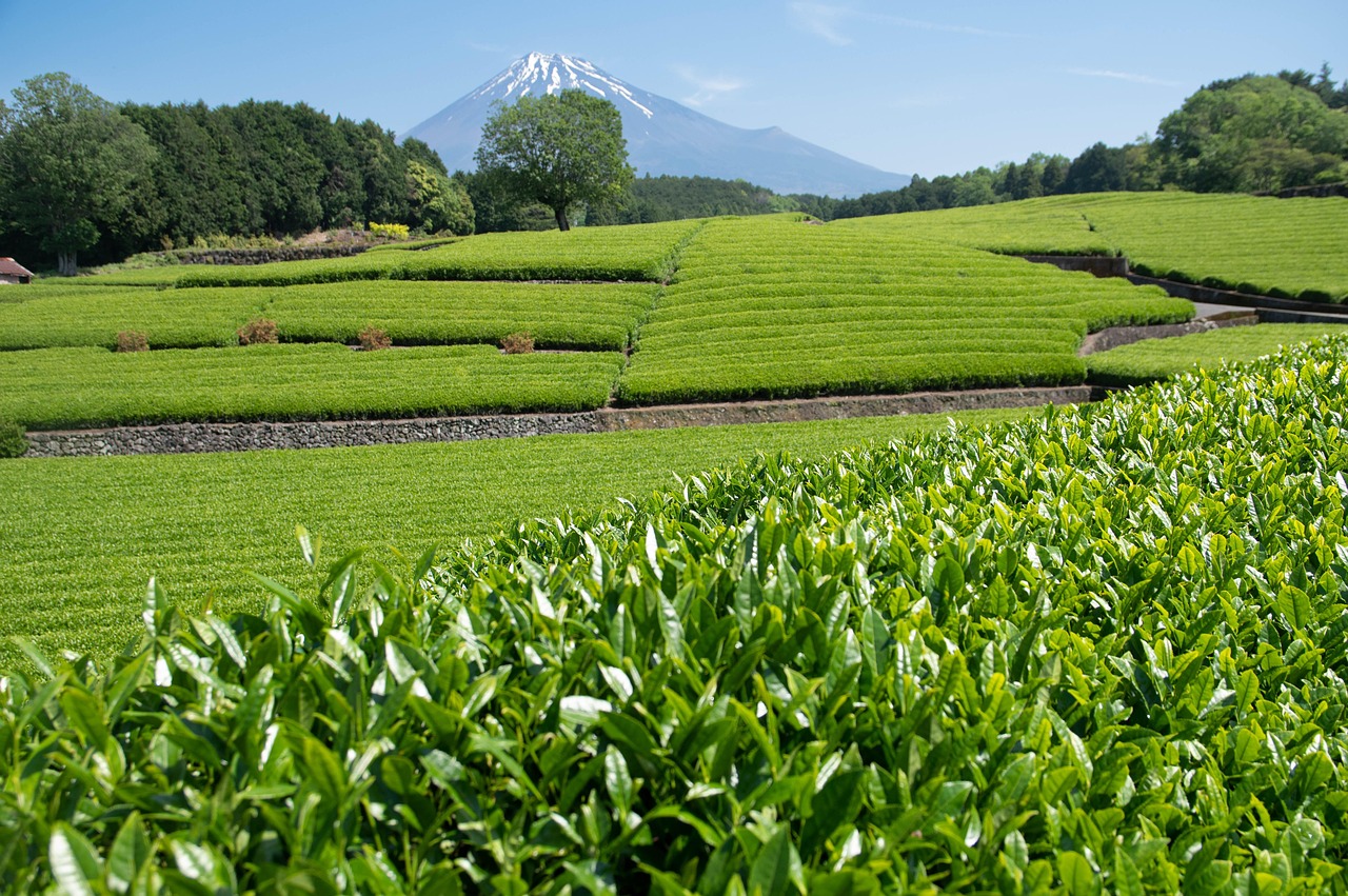 Japan Mount Fuji Tea Plantation - Free photo on Pixabay - Pixabay