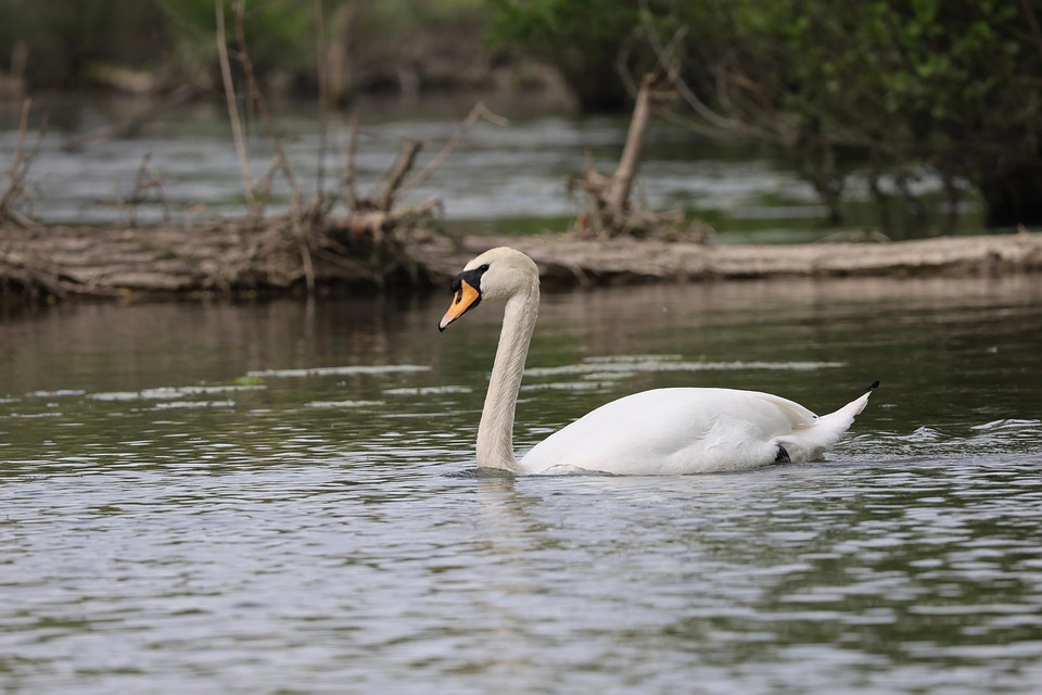 Swan Bird Swimming - Free photo on Pixabay