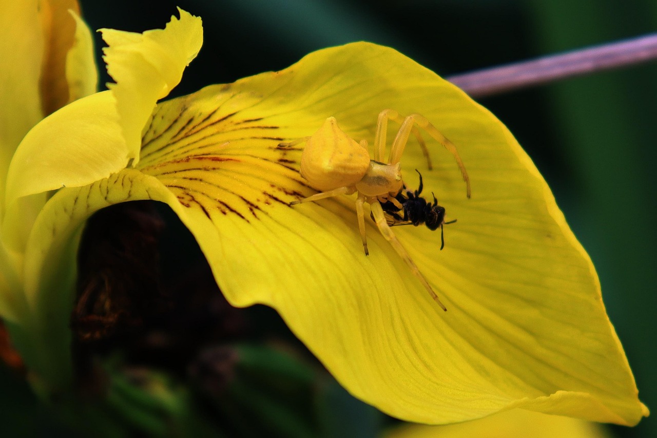 Spider Yellow Iris Free Photo On Pixabay Pixabay Spider Yellow Iris Free Photo On Pixabay Pixabay