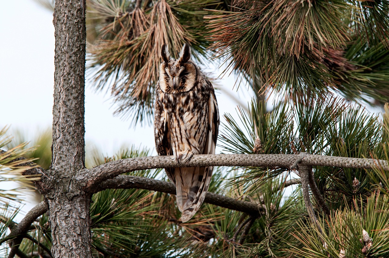 Owl New Birds - Free photo on Pixabay