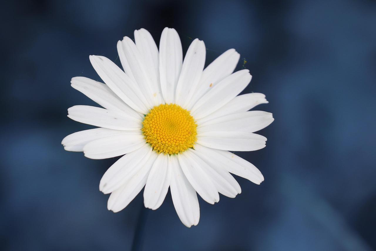 Marguerite Daisy White - Free photo on Pixabay - Pixabay
