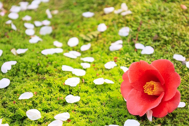 Bunga Kamelia Lumut Merah - Foto gratis di Pixabay - Pixabay