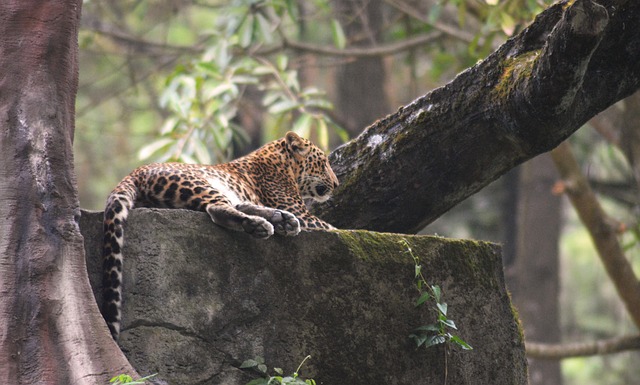 Tigre Léopard Animal - Photo gratuite sur Pixabay - Pixabay