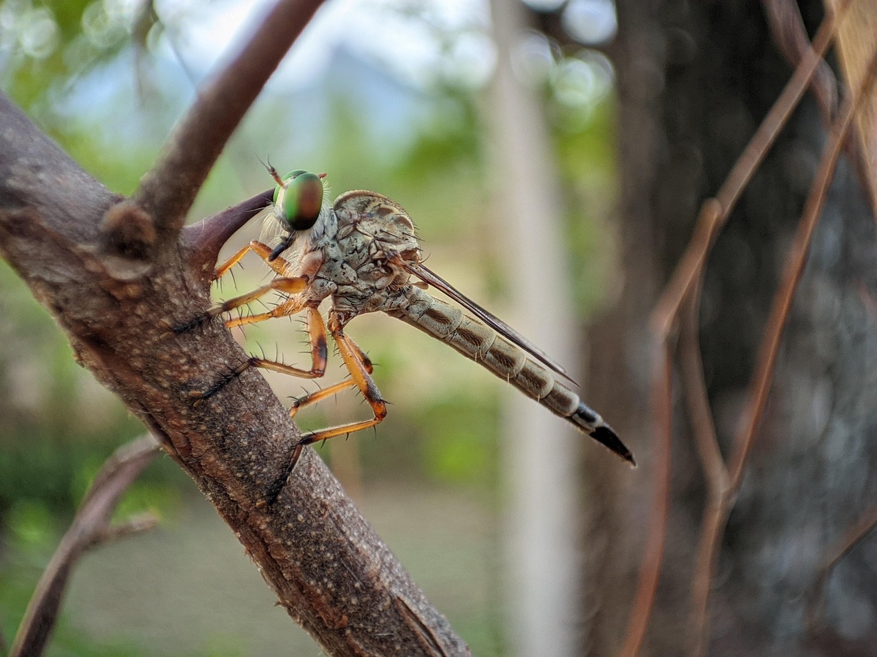 Ommatius Voleur Voler Insecte - Photo gratuite sur Pixabay - Pixabay