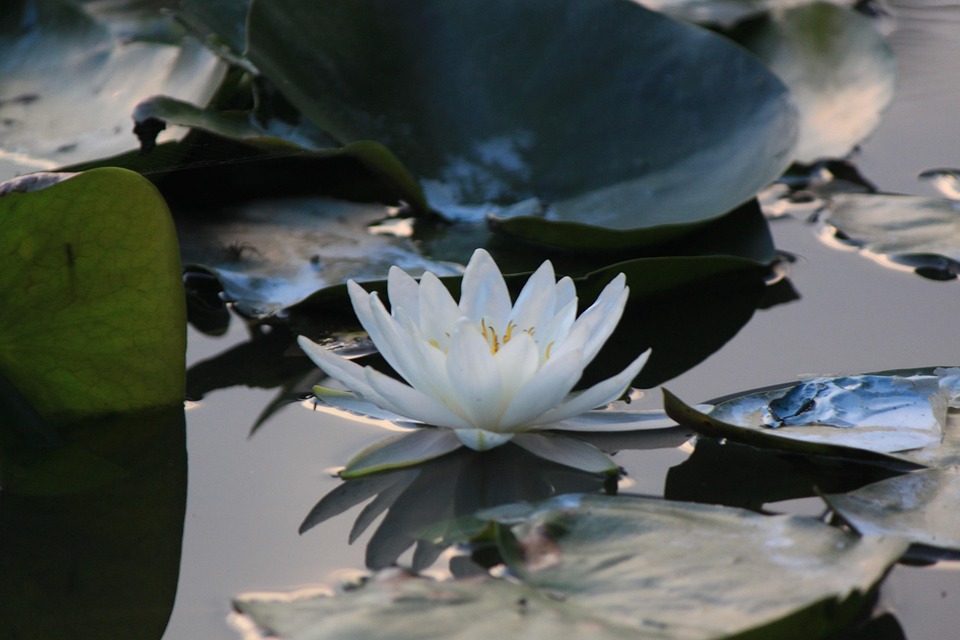 Lirio De Agua Blanca Planta Puro - Foto gratis en Pixabay - Pixabay