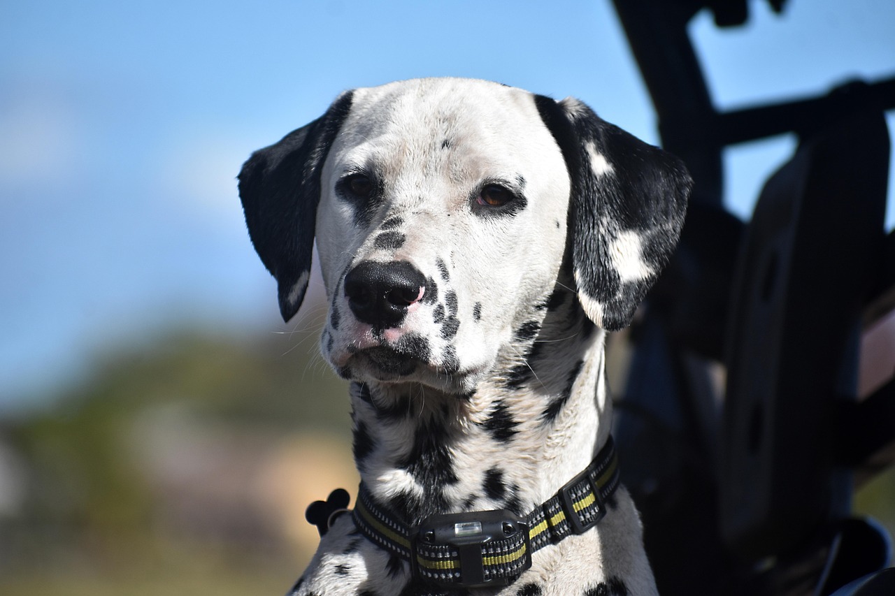 Animal Chien Dalmatien - Photo gratuite sur Pixabay - Pixabay