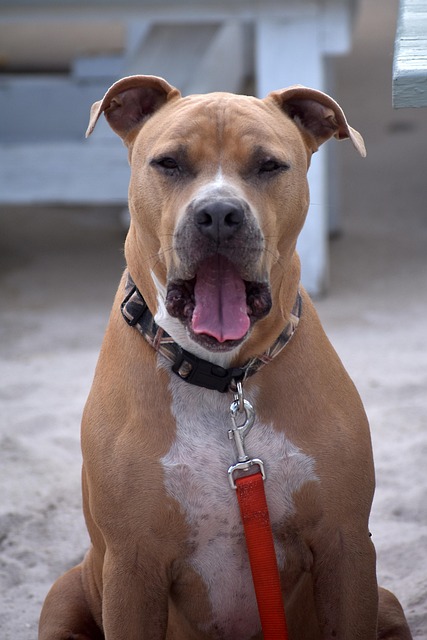 Pitbull Chien Animal De Compagnie - Photo gratuite sur Pixabay - Pixabay