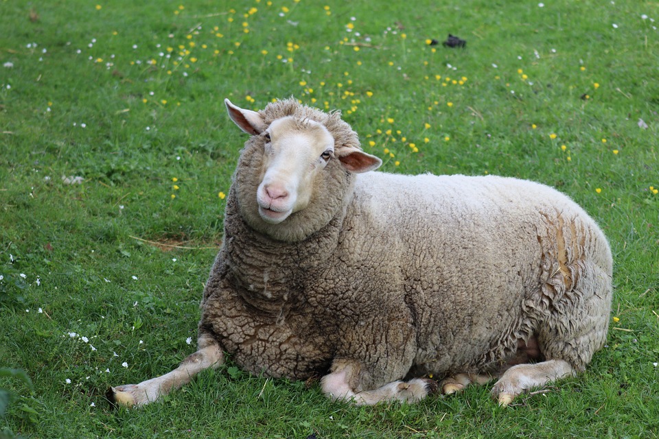Le Mouton Animal Farm Yard - Photo gratuite sur Pixabay - Pixabay