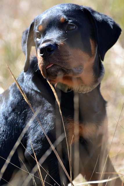 罗威纳犬 狗 小狗 - Pixabay上的免费照片 - Pixabay