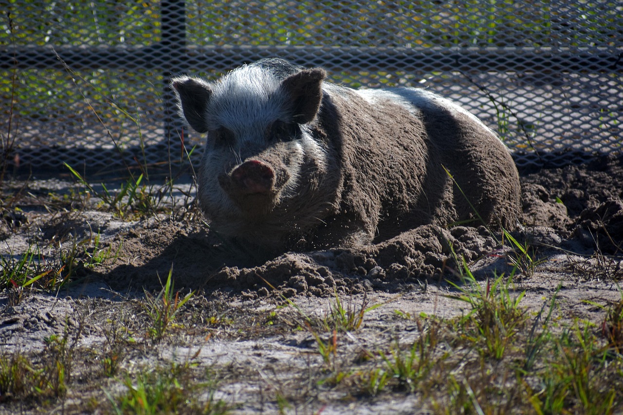 Porc Animal Nature - Photo gratuite sur Pixabay - Pixabay