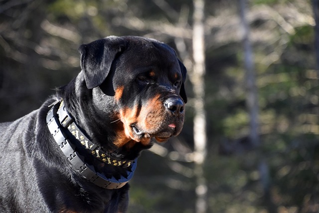 罗威纳犬 狗 宠物 - Pixabay上的免费照片 - Pixabay
