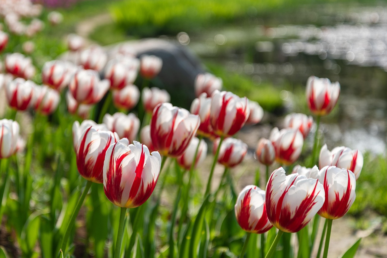 Tulips White And Red - Free photo on Pixabay - Pixabay