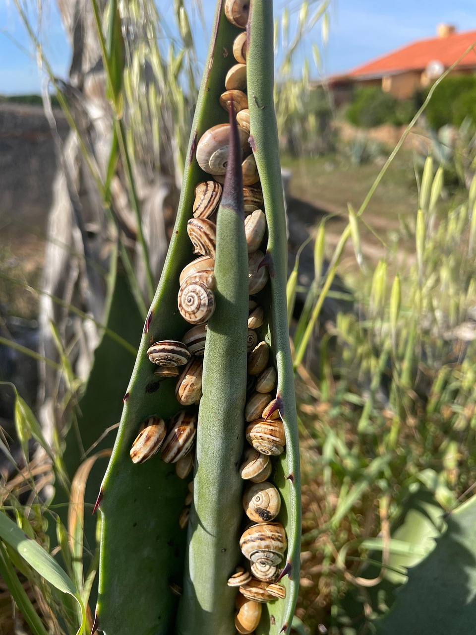 Natureza Caramujos Agave - Foto gratuita no Pixabay - Pixabay