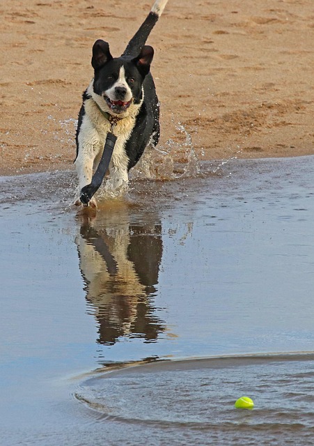 Dog Ocean Sea - Free photo on Pixabay - Pixabay