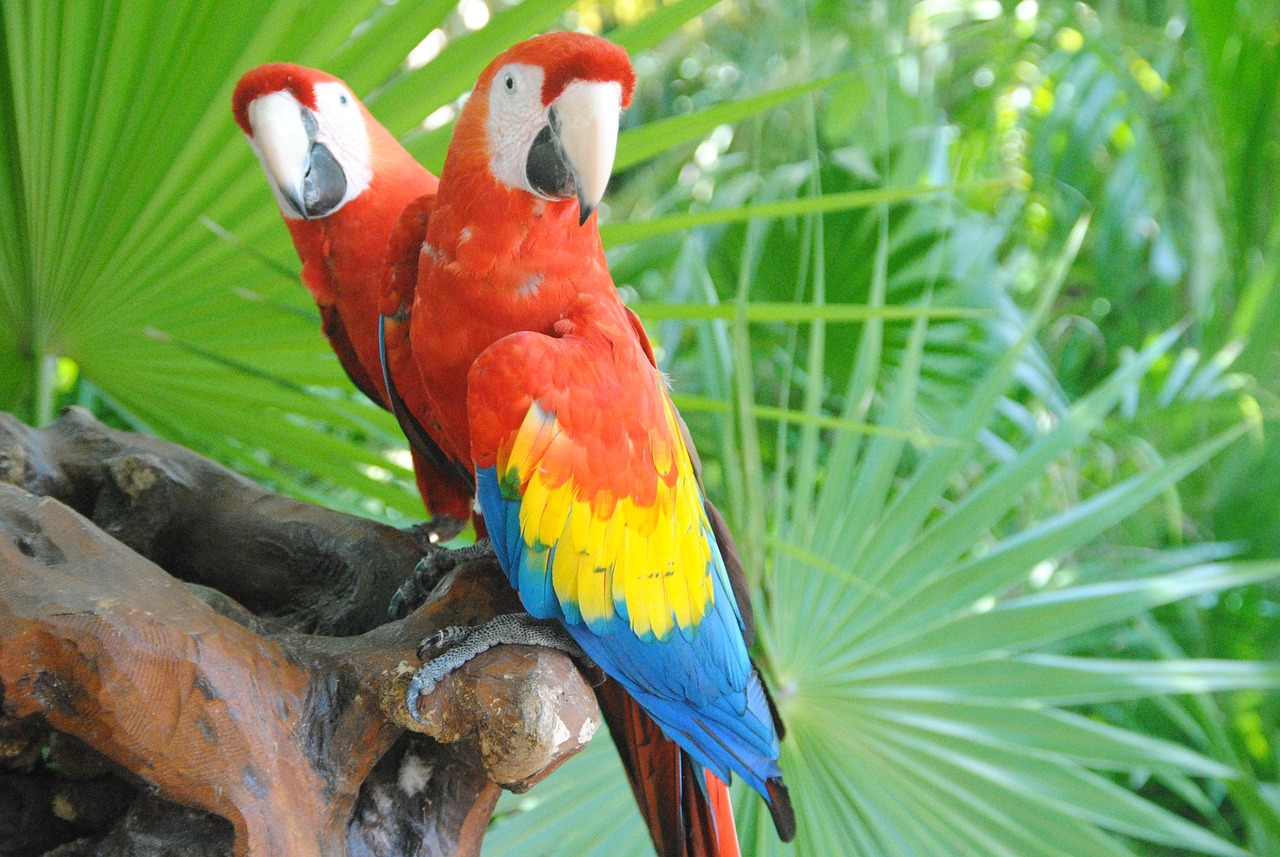 Perroquet Des Oiseaux Nature - Photo gratuite sur Pixabay - Pixabay