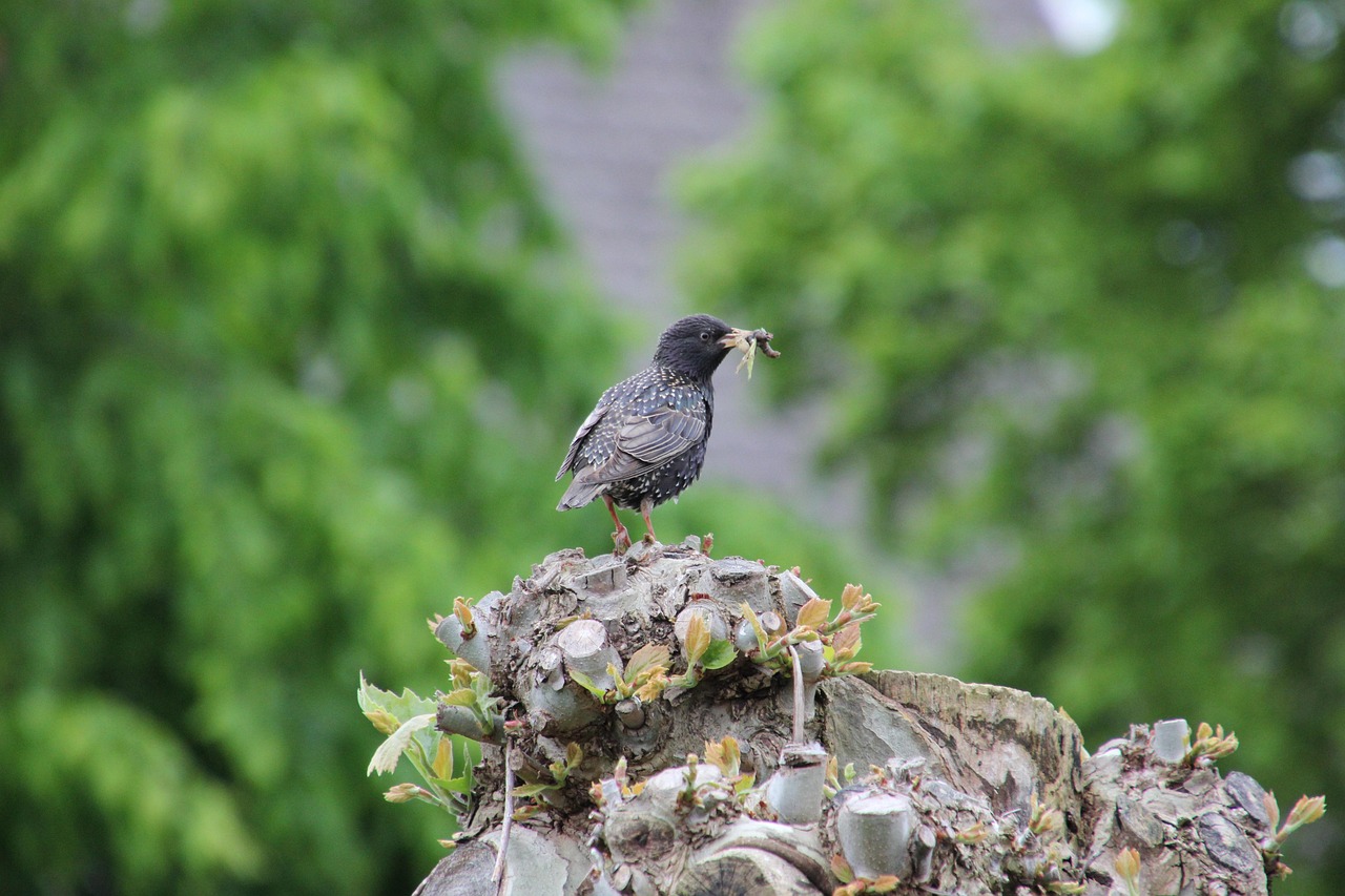 Starling Bird Animal - Free photo on Pixabay - Pixabay