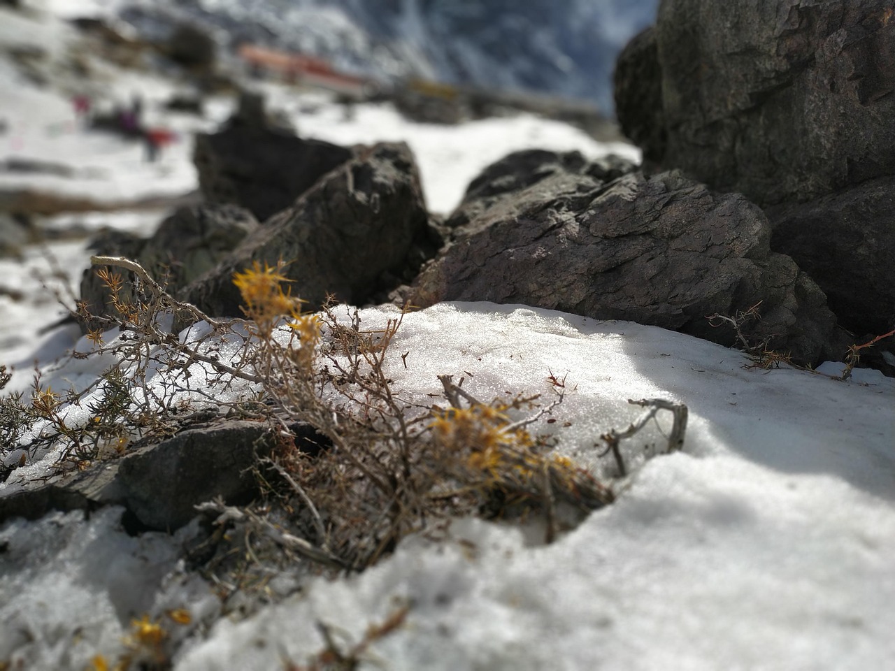 Snow Stone Vegetation - Free photo on Pixabay - Pixabay