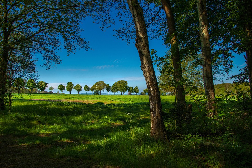 La Nature Le Printemps Prairie Des - Photo gratuite sur Pixabay - Pixabay