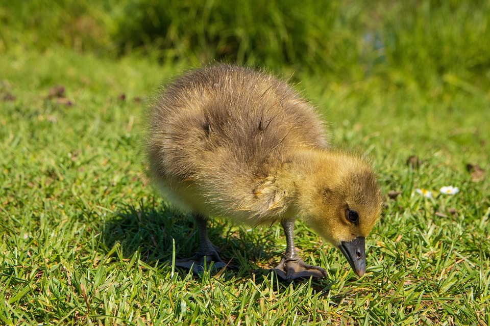 Duck Chick Fluffy - Free photo on Pixabay - Pixabay